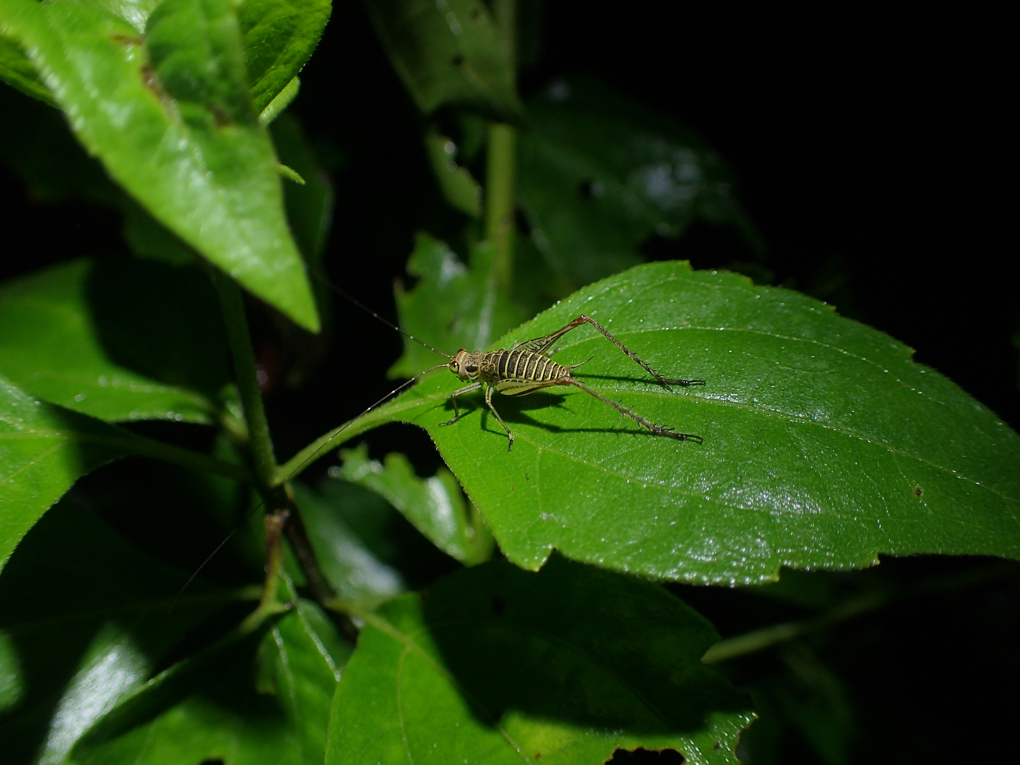 Nisitrus vittatus (Haan, 1844)