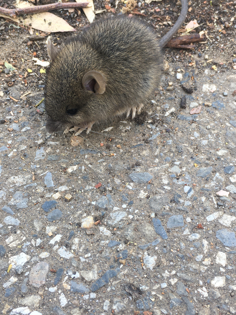 Black Rat from St Peters on December 28, 2020 at 06:28 PM by garcpaul ...