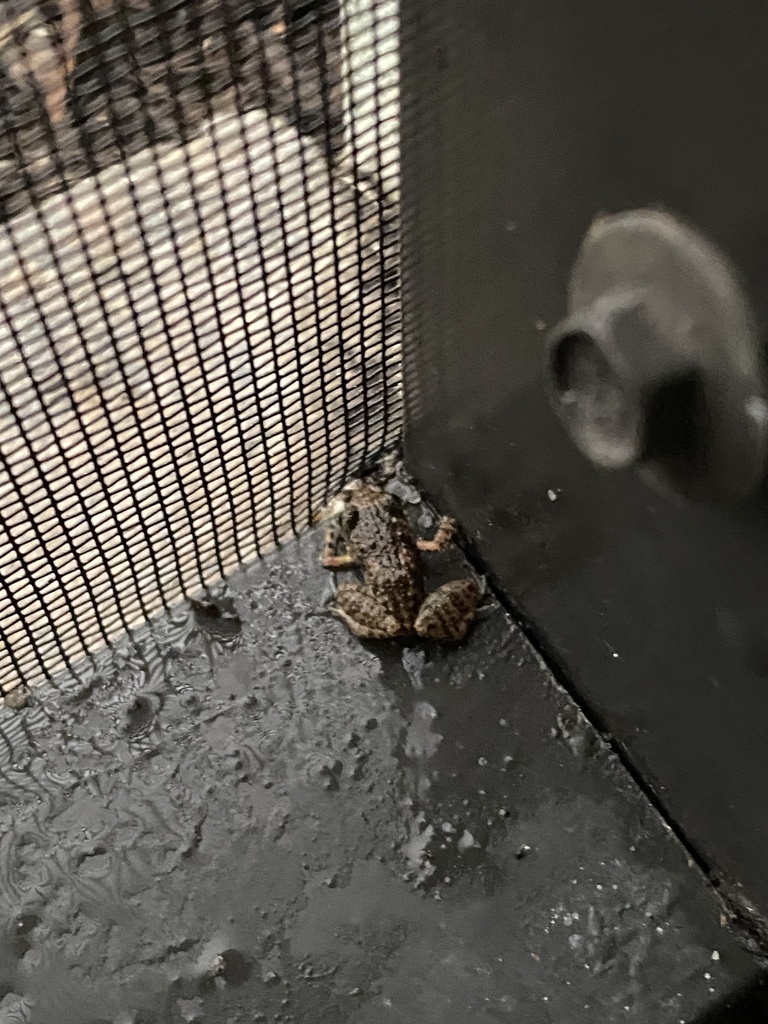 Greenhouse Frog from Wiregrass Ln, Punta Gorda, FL, US on November 28 ...