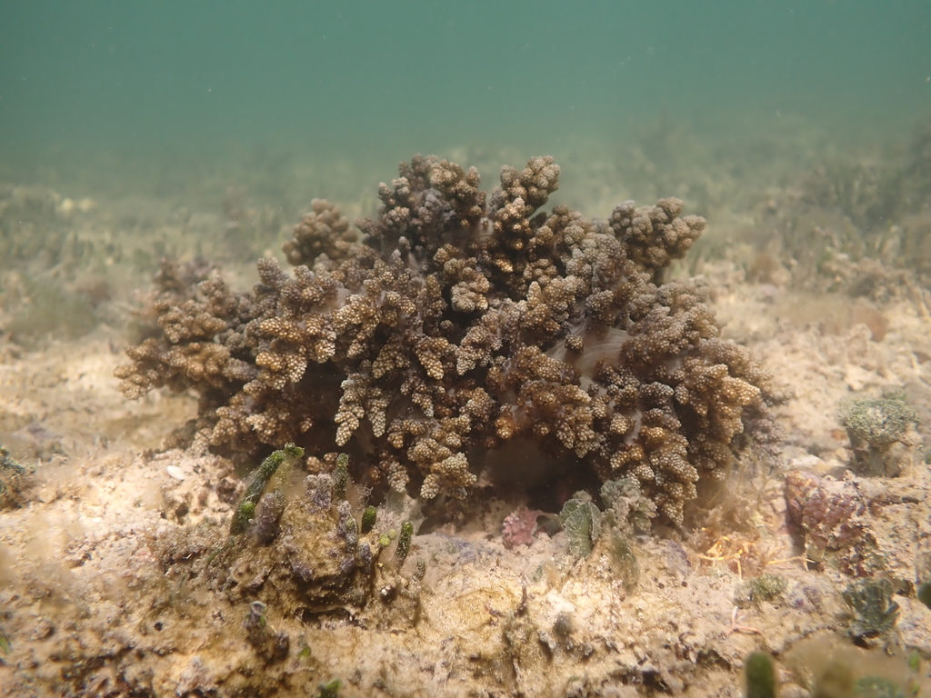 Capnella from Exmouth, WA, Australia on October 13, 2022 at 09:51 AM by ...