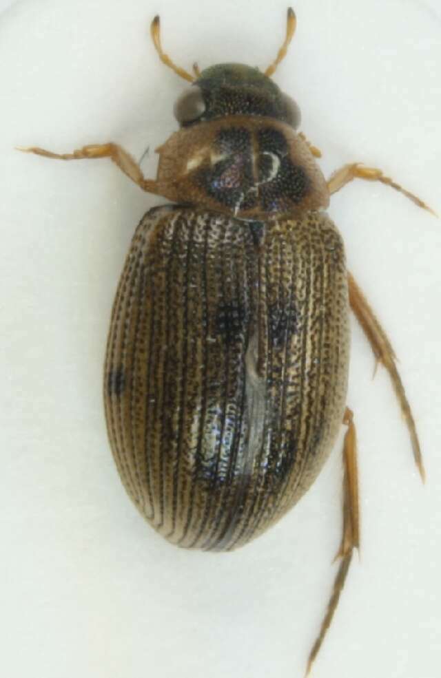 Berosus luridus (Coleoptera (beetles) of the British Indian Ocean ...