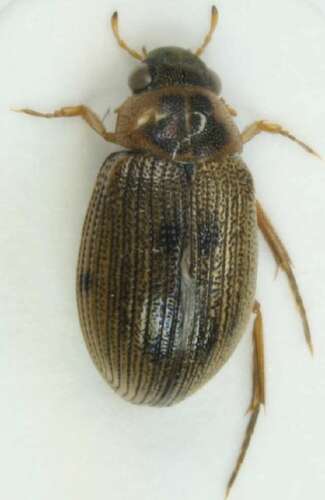 Berosus luridus (Coleoptera (beetles) of the British Indian Ocean ...