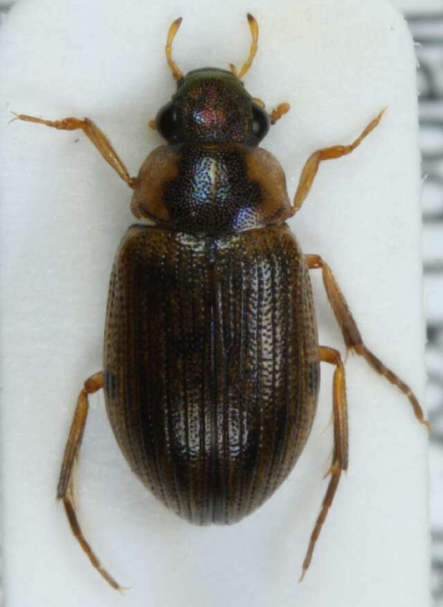 Berosus luridus (Coleoptera (beetles) of the British Indian Ocean ...