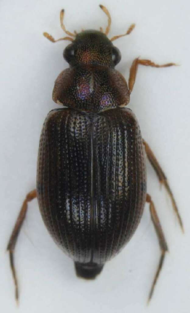 Berosus luridus (Coleoptera (beetles) of the British Indian Ocean ...