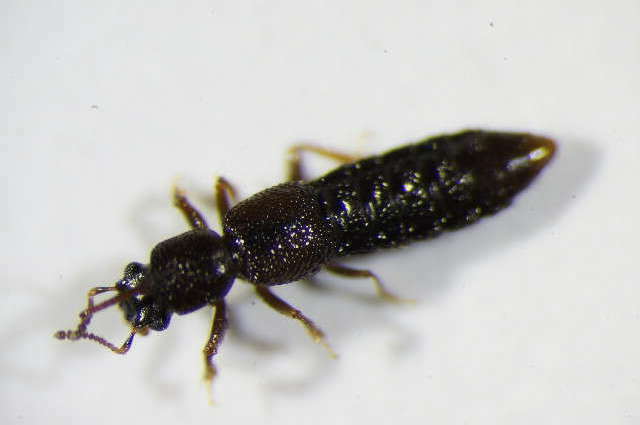 Bledius (Coleoptera (beetles) of the British Indian Ocean Territory ...