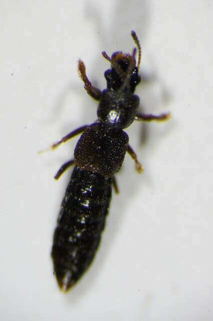 Bledius (Coleoptera (beetles) of the British Indian Ocean Territory ...