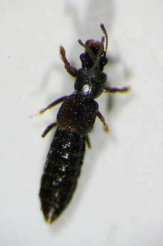 Bledius (Coleoptera (beetles) of the British Indian Ocean Territory ...