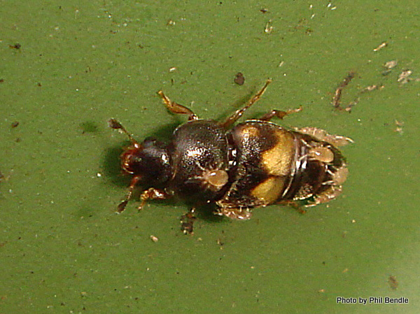 Dried Fruit Beetle (Coleoptera (beetles) of the British Indian Ocean ...
