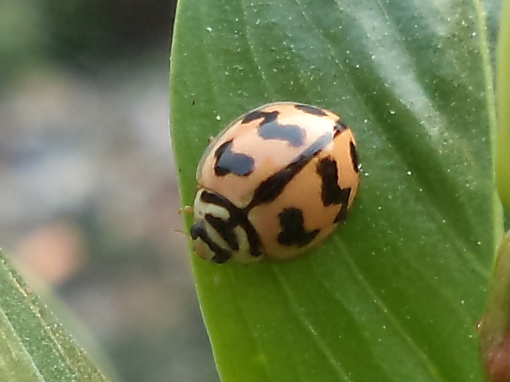 Six-spotted Zigzag Ladybird (Coleoptera (beetles) of the Chagos ...