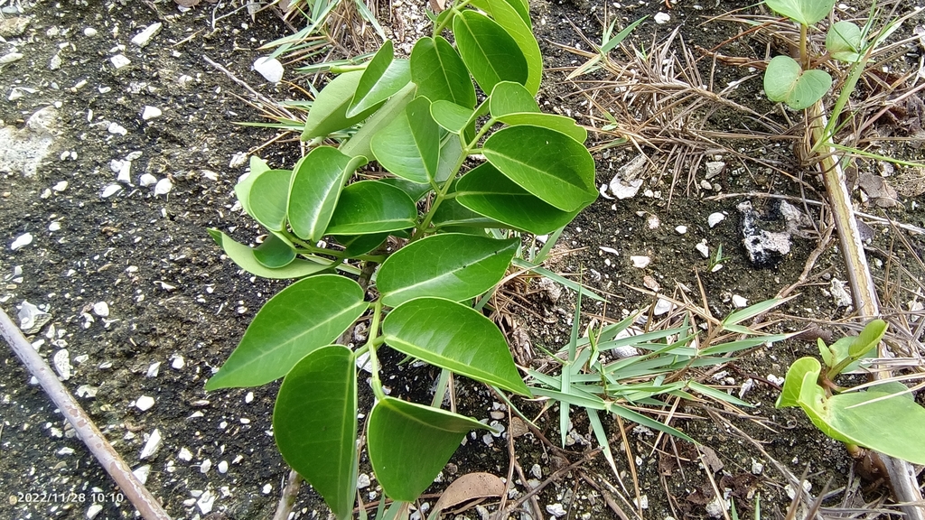 Common Derris from 950台灣台東縣台東市富岡里 on November 28, 2022 at 10:10 AM by ...