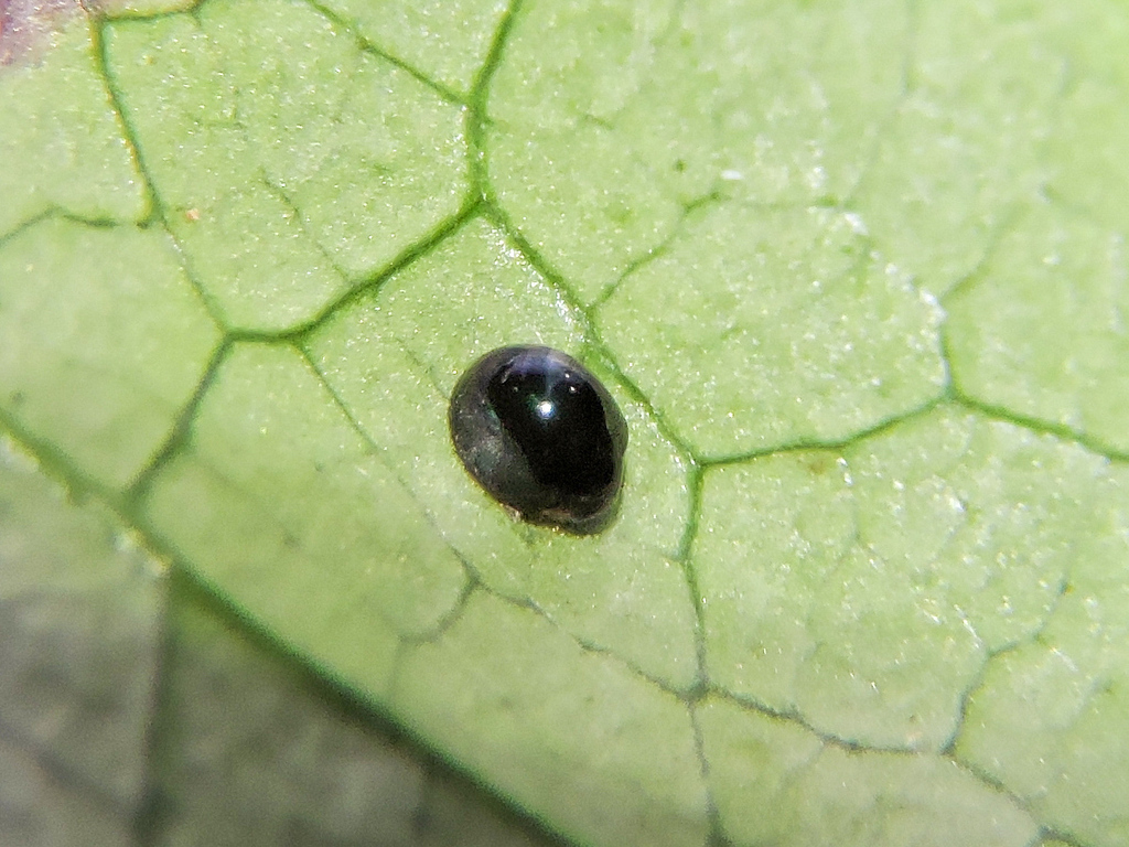 Chilocorus nigritus (Coleoptera (beetles) of the British Indian Ocean ...