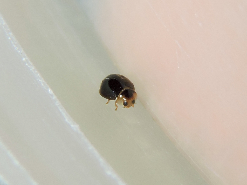 Chilocorus nigritus (Coleoptera (beetles) of the British Indian Ocean ...