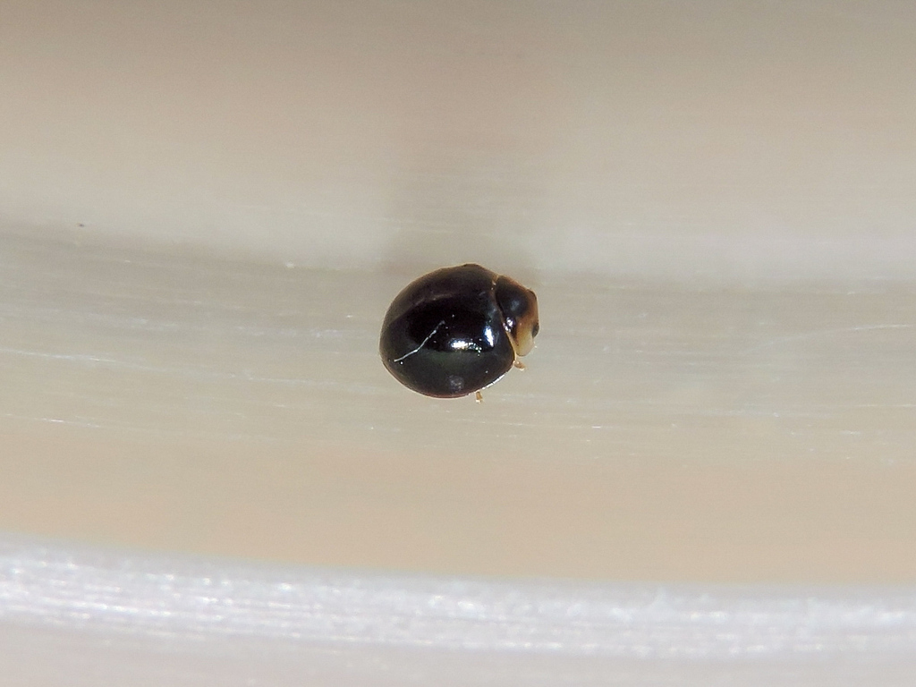 Chilocorus nigritus (Coleoptera (beetles) of the British Indian Ocean ...