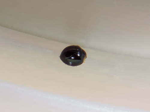 Chilocorus nigritus (Coleoptera (beetles) of the British Indian Ocean ...