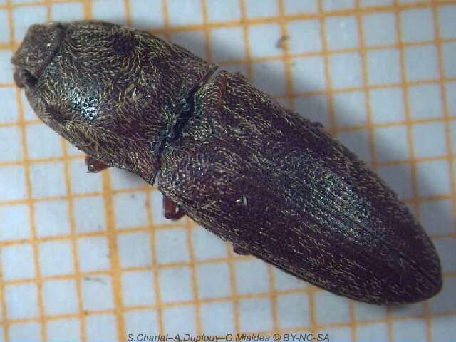 Lacon modestus (Coleoptera (beetles) of the British Indian Ocean ...