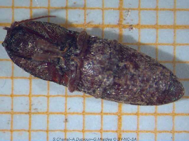 Lacon modestus (Coleoptera (beetles) of the British Indian Ocean ...