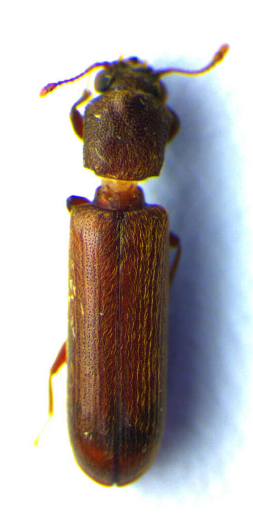 Powder Post Beetle (Coleoptera (beetles) of the British Indian Ocean ...