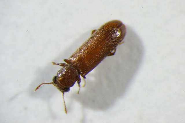 Powder Post Beetle (Coleoptera (beetles) of the British Indian Ocean ...