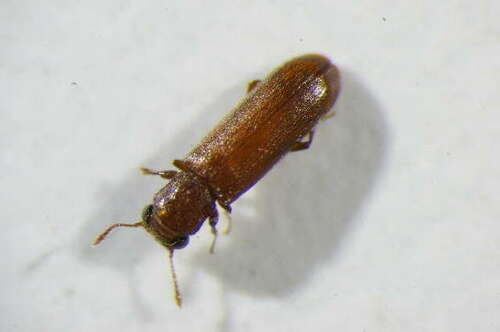 Powder Post Beetle (Coleoptera (beetles) of the British Indian Ocean ...