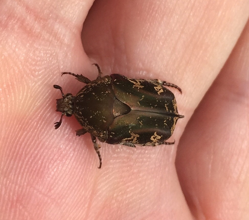 Mango Flower Beetle (Coleoptera (beetles) of the British Indian Ocean ...