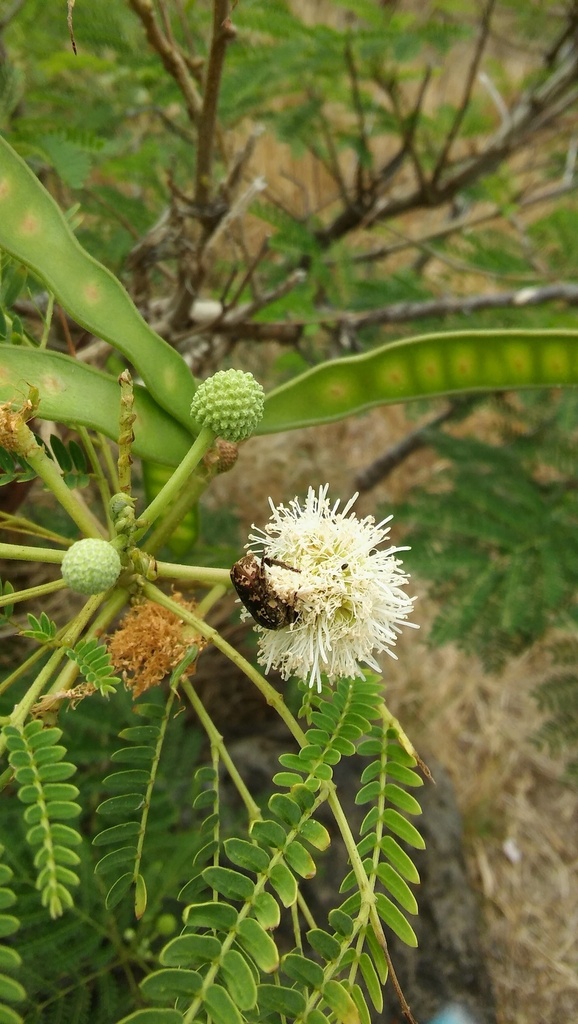 Mango Flower Beetle (Coleoptera (beetles) of the British Indian Ocean ...