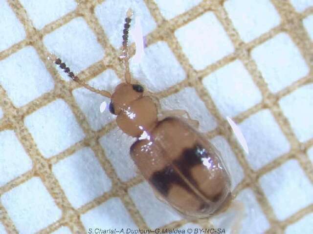 Psammoecus (Coleoptera (beetles) of the British Indian Ocean Territory ...