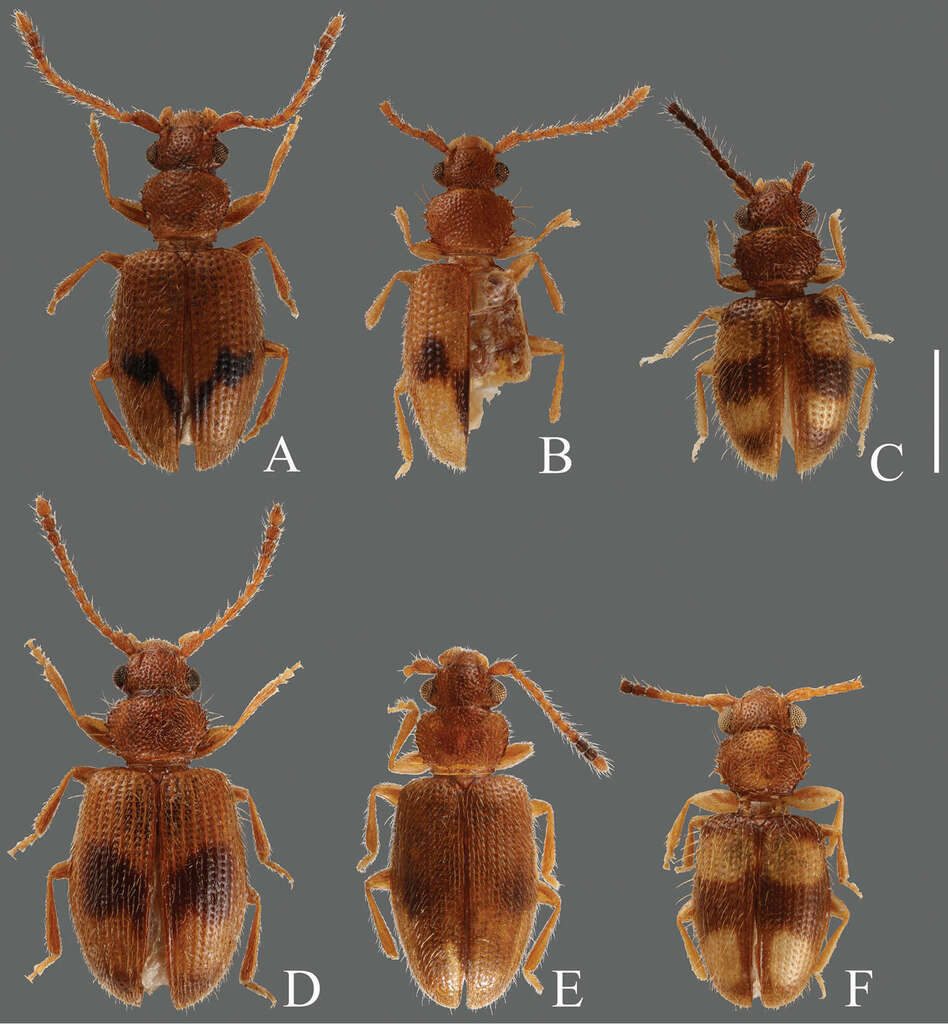 Psammoecus (Coleoptera (beetles) of the British Indian Ocean Territory ...