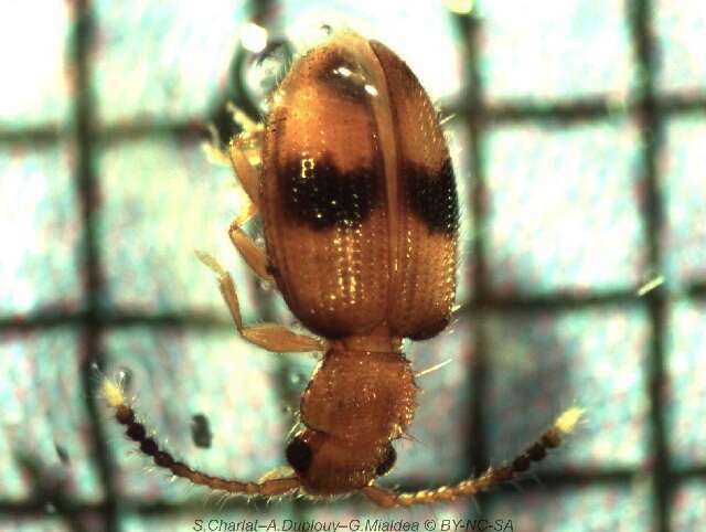 Psammoecus (Coleoptera (beetles) of the British Indian Ocean Territory ...