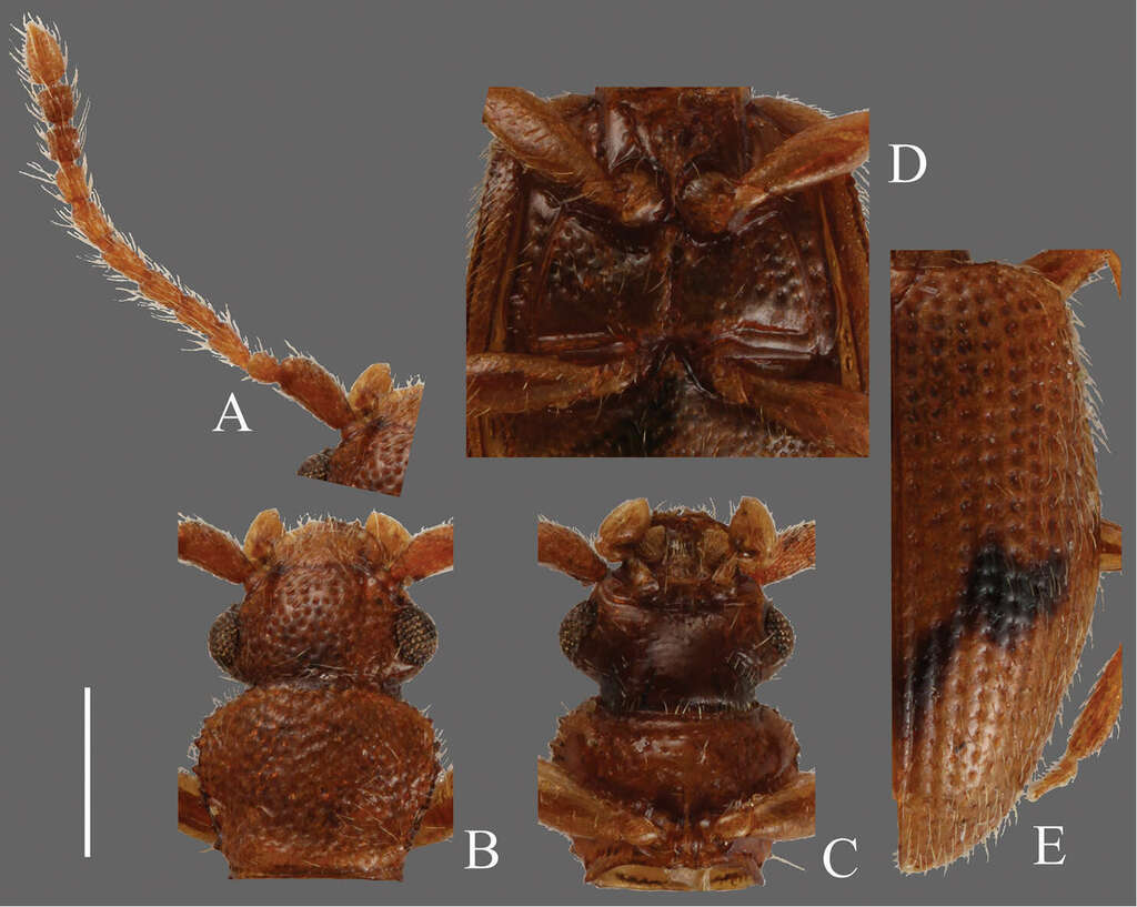 Psammoecus (Coleoptera (beetles) of the British Indian Ocean Territory ...