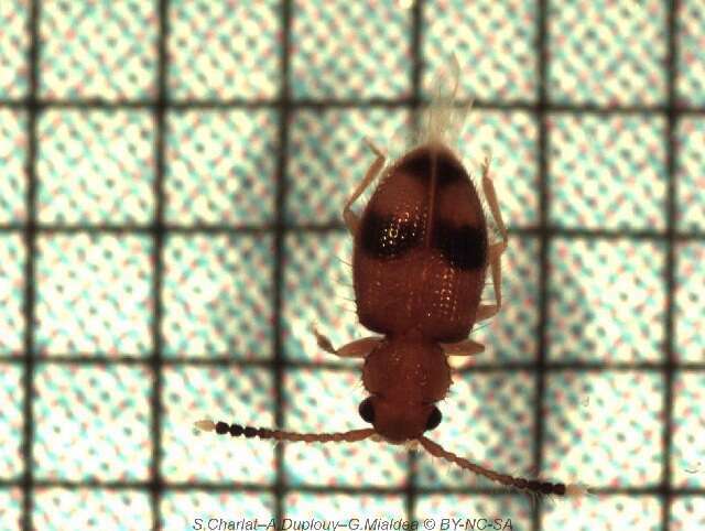 Psammoecus (Coleoptera (beetles) of the British Indian Ocean Territory ...