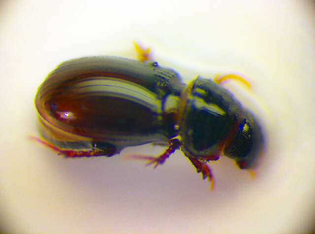 Rhyssemus germanus (Coleoptera (beetles) of the Chagos Archipelago ...