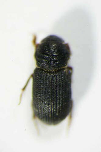 Rhyssemus germanus (Coleoptera (beetles) of the Chagos Archipelago ...