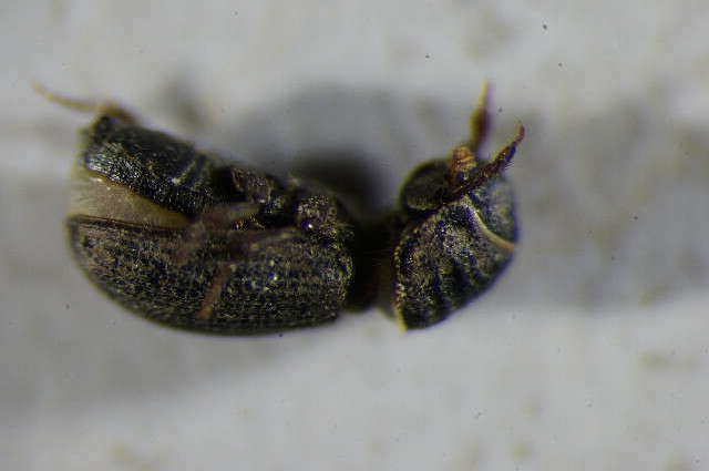 Rhyssemus germanus (Coleoptera (beetles) of the Chagos Archipelago ...