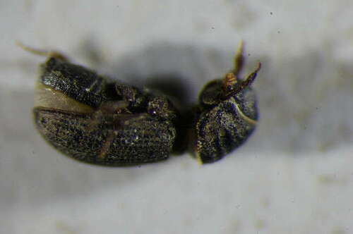 Rhyssemus germanus (Coleoptera (beetles) of the Chagos Archipelago ...