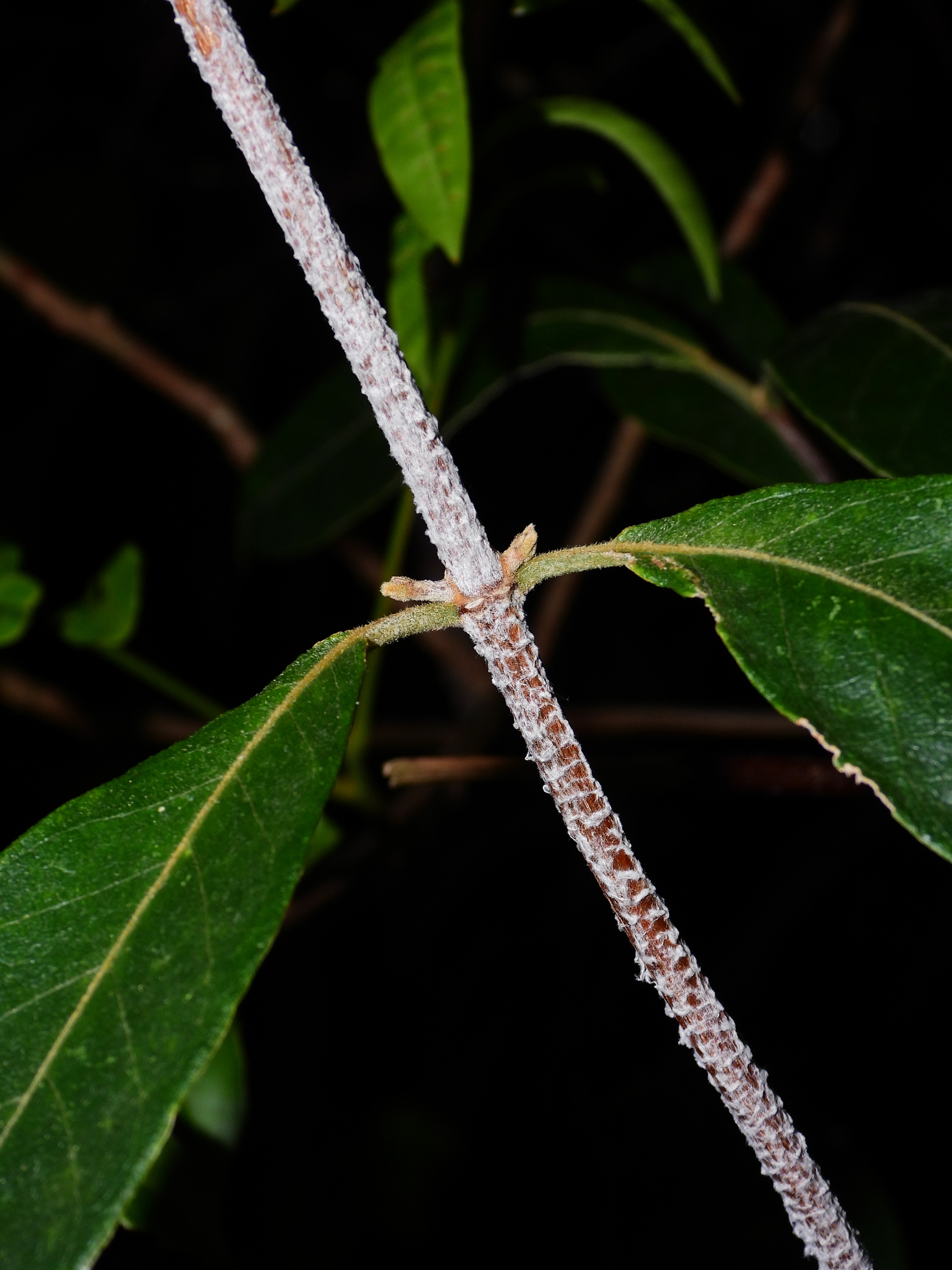 Trigonia villosa Aubl.