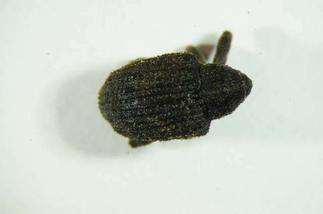 Mango Seed weevil (Coleoptera (beetles) of the Chagos Archipelago ...