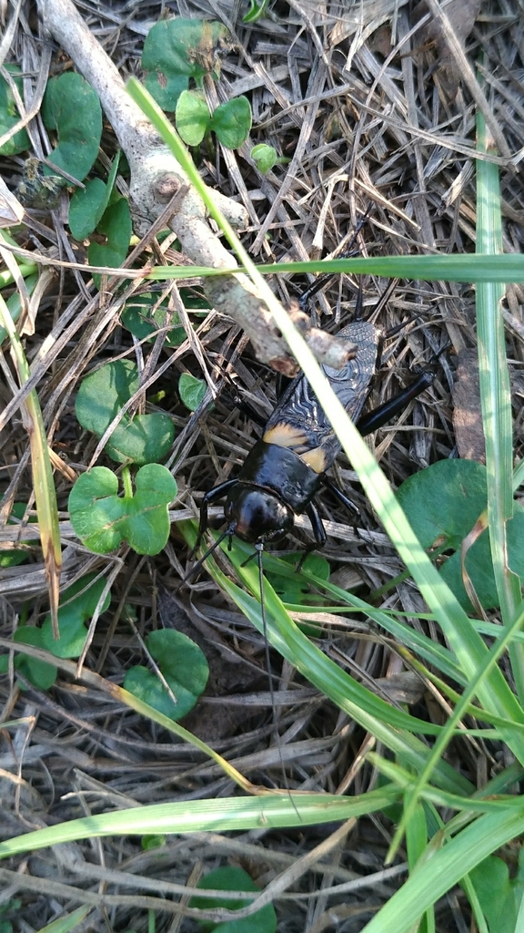 Southern Field Cricket from 432台灣台中市大肚區大東里 on November 28, 2022 at 03: ...