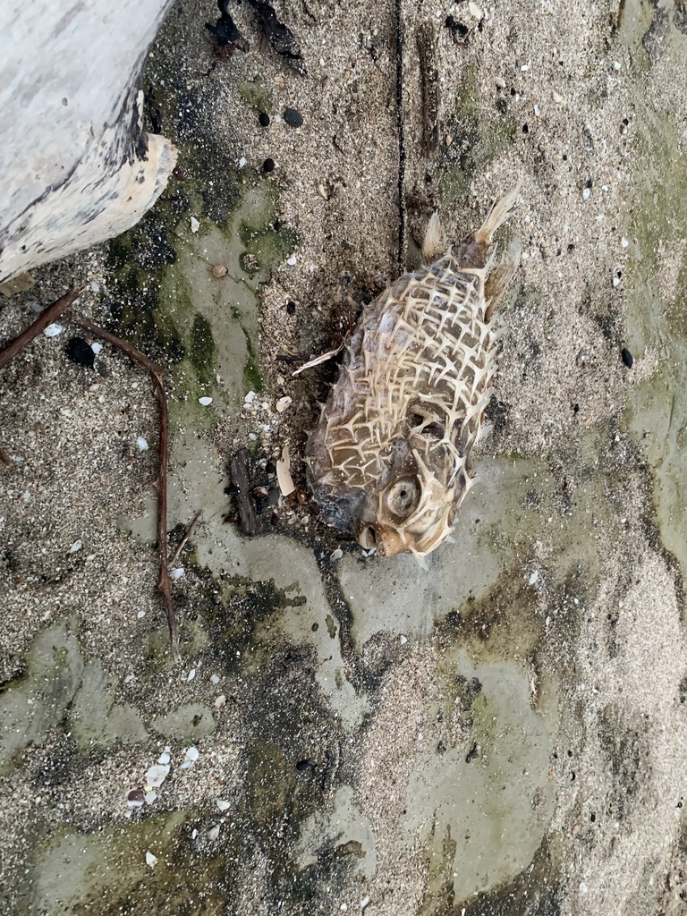 Deepwater Burrfish from Te Ika-a-Māui/North Island, Mahia, Hawke's Bay ...