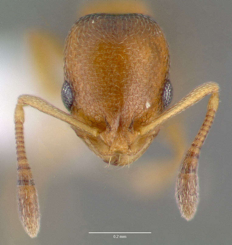 Emery's Sneaking Ant (Hymenoptera (ants, bees and wasps) of the British ...