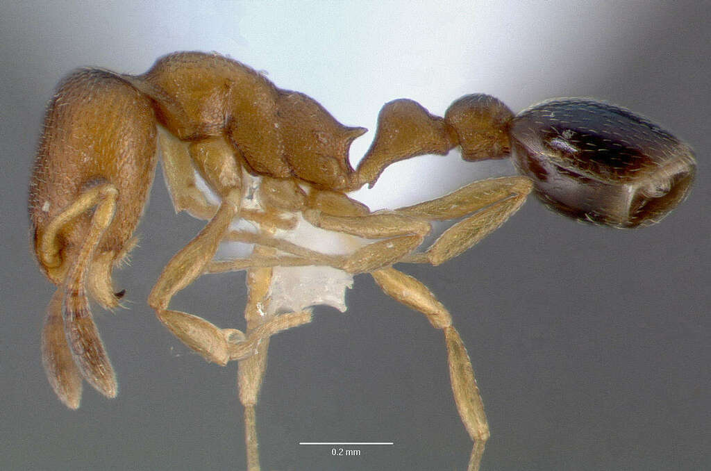 Emery's Sneaking Ant (Hymenoptera (ants, bees and wasps) of the Chagos ...