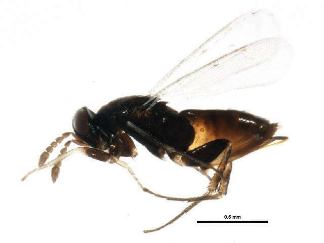 Elasmus (Hymenoptera (ants, bees and wasps) of the Chagos Archipelago ...