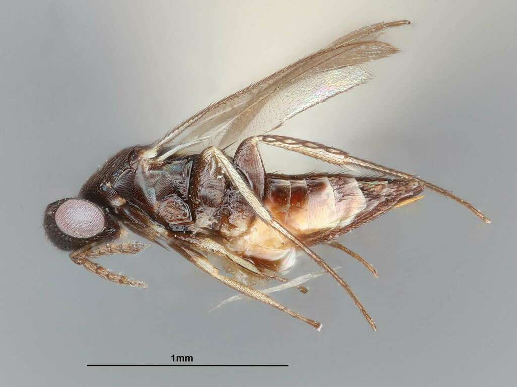 Elasmus (Hymenoptera (ants, bees and wasps) of the Chagos Archipelago ...