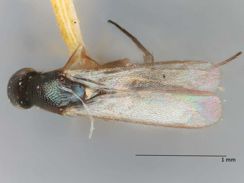 Elasmus (Hymenoptera (ants, bees and wasps) of the Chagos Archipelago ...