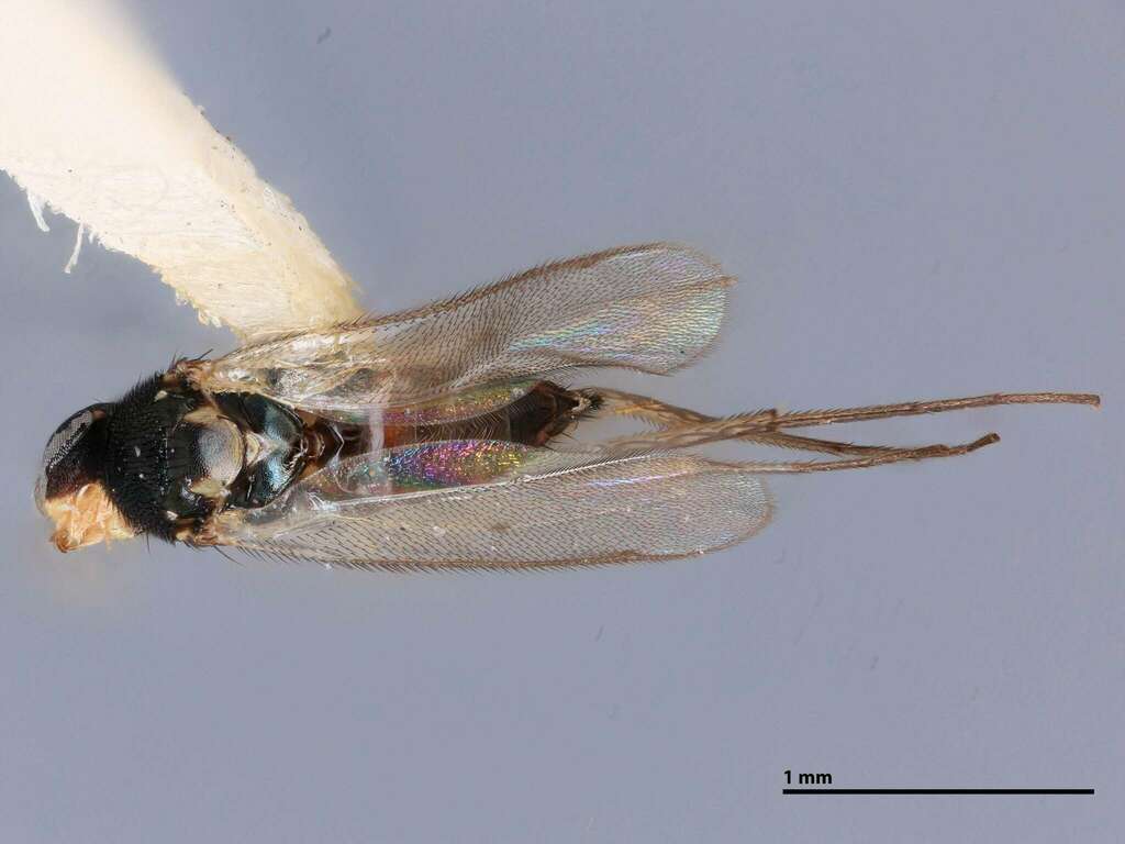 Elasmus (Hymenoptera (ants, bees and wasps) of the Chagos Archipelago ...
