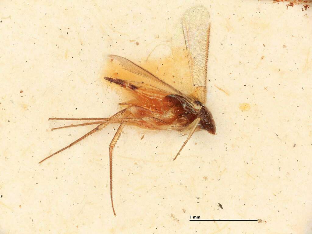 Elasmus (Hymenoptera (ants, bees and wasps) of the Chagos Archipelago ...