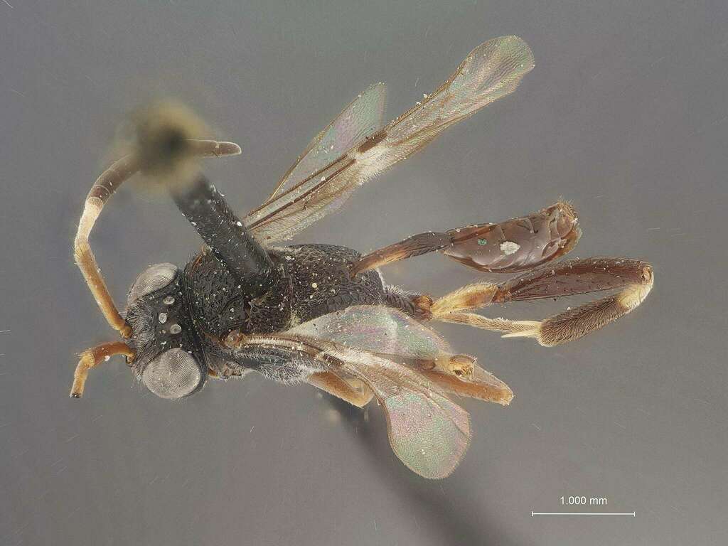 Evania (Hymenoptera (ants, bees and wasps) of the British Indian Ocean ...