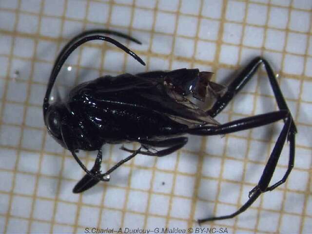 Evania (Hymenoptera (ants, bees and wasps) of the British Indian Ocean ...