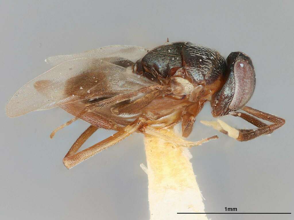 Homalotylus (Hymenoptera of the British Indian Ocean Territory ...