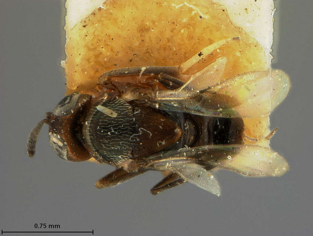 Homalotylus (Hymenoptera of the British Indian Ocean Territory ...