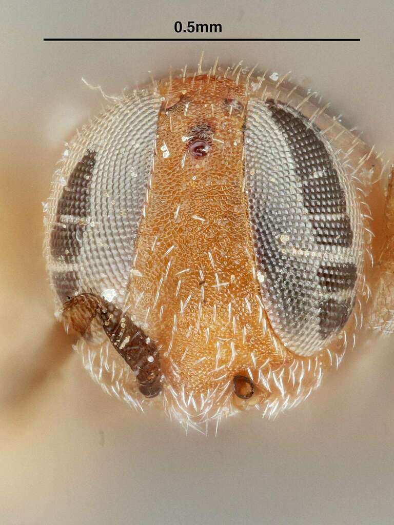 Homalotylus (Hymenoptera of the British Indian Ocean Territory ...